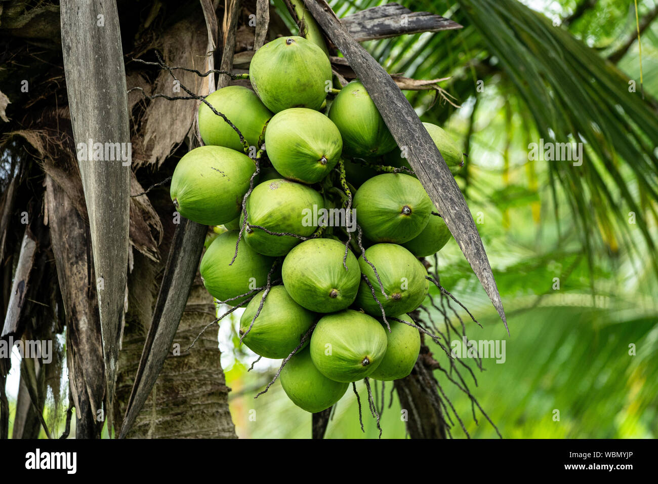 coconut tree (Cocos nucifera Stock Photo - Alamy