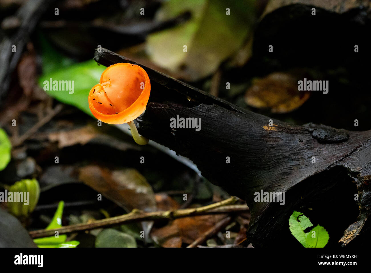 Tropical fungi growing on forest hi-res stock photography and images ...