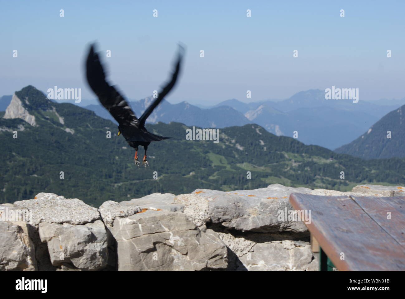 Black mountain bird hi-res stock photography and images - Alamy