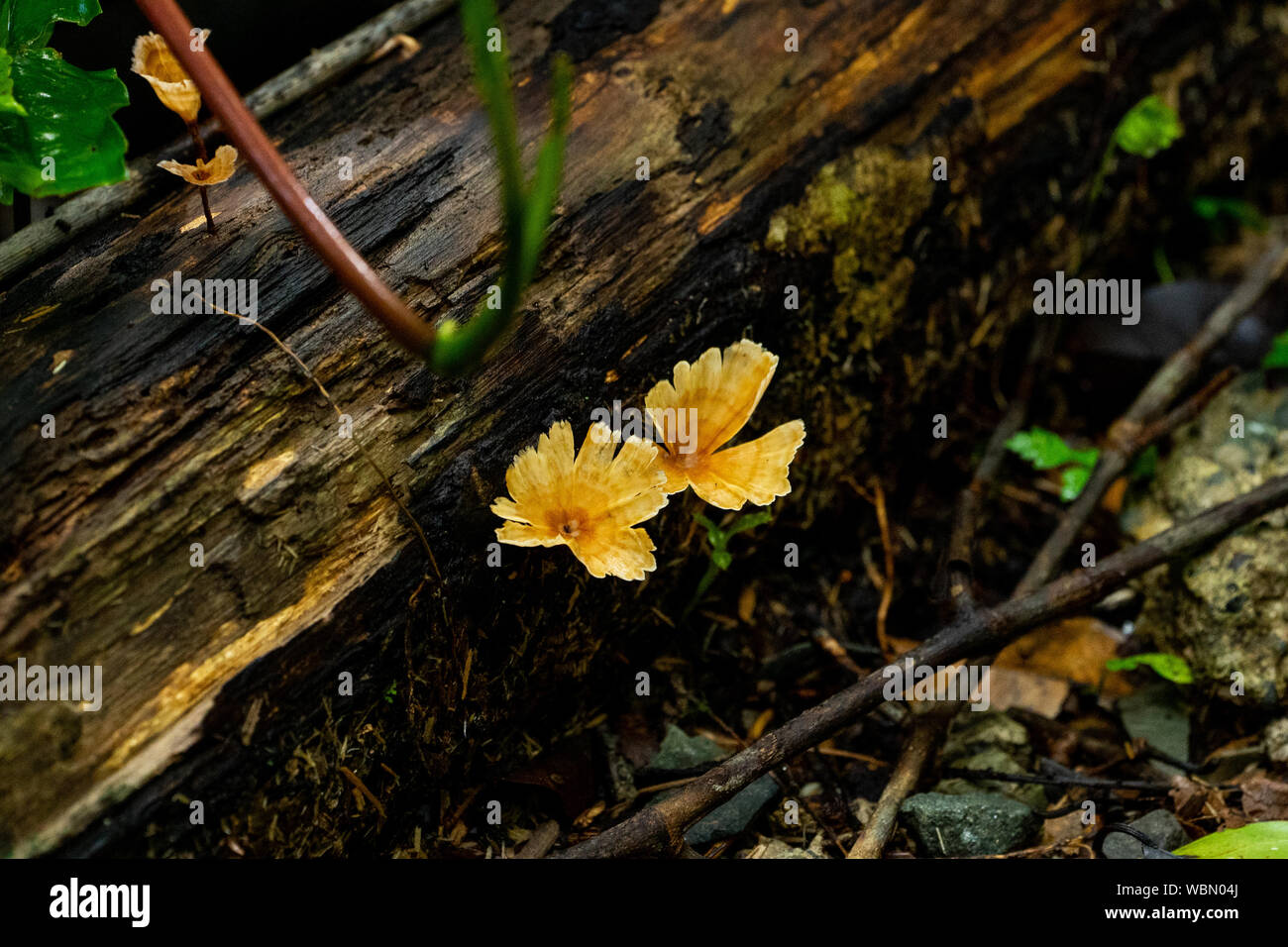 Vegetation fungi hi-res stock photography and images - Alamy