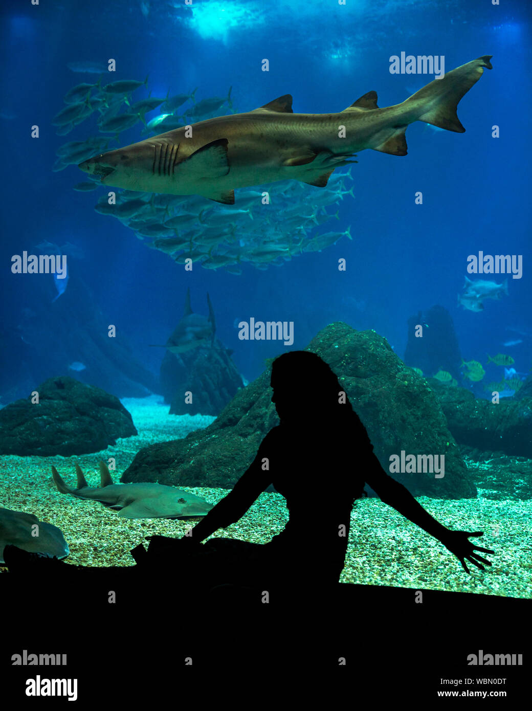 Mermaid silhouette hi-res stock photography and images - Alamy