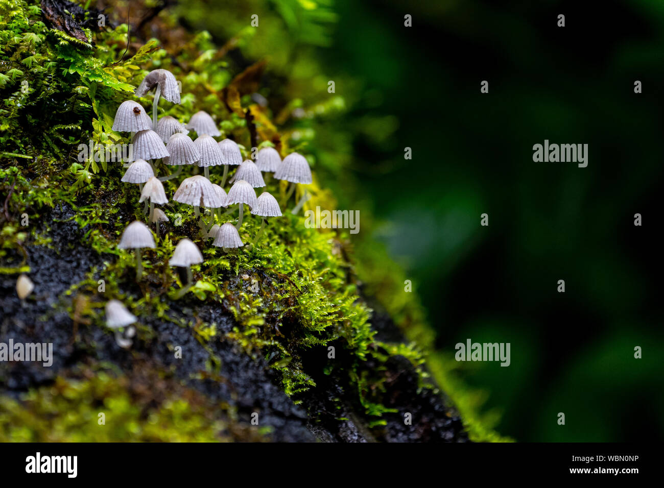Fungi growing on a fallen log Stock Photo - Alamy