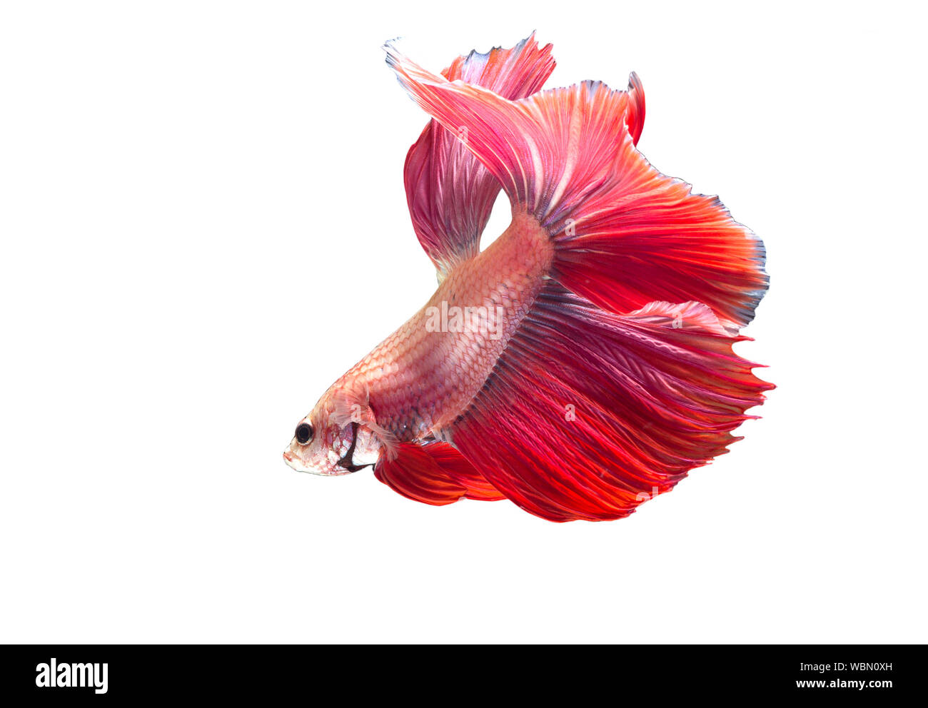 Fish side view Cut Out Stock Images & Pictures - Alamy