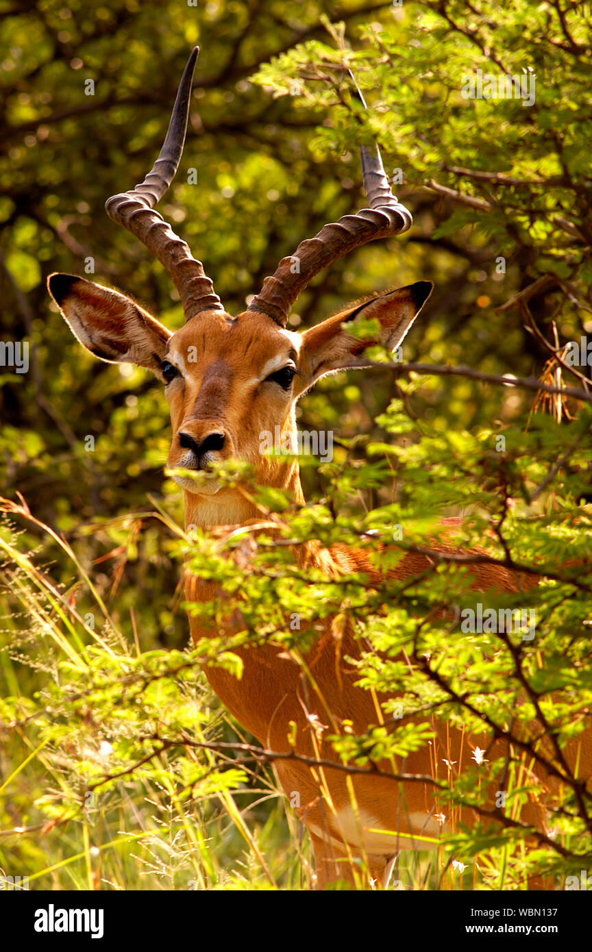 An impala hiding in the bush Stock Photo - Alamy
