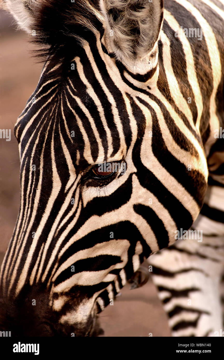 Zebra skins hi-res stock photography and images - Alamy