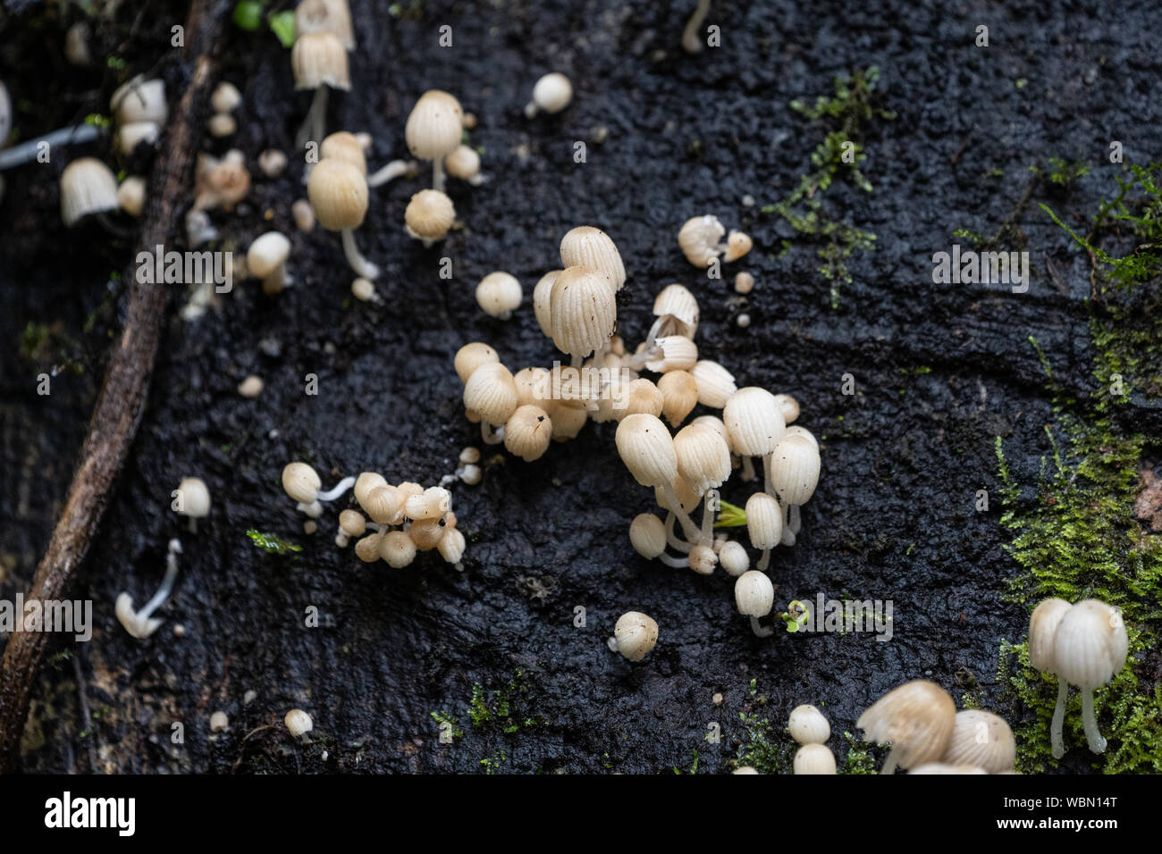 Fungi growing on a fallen log Stock Photo - Alamy