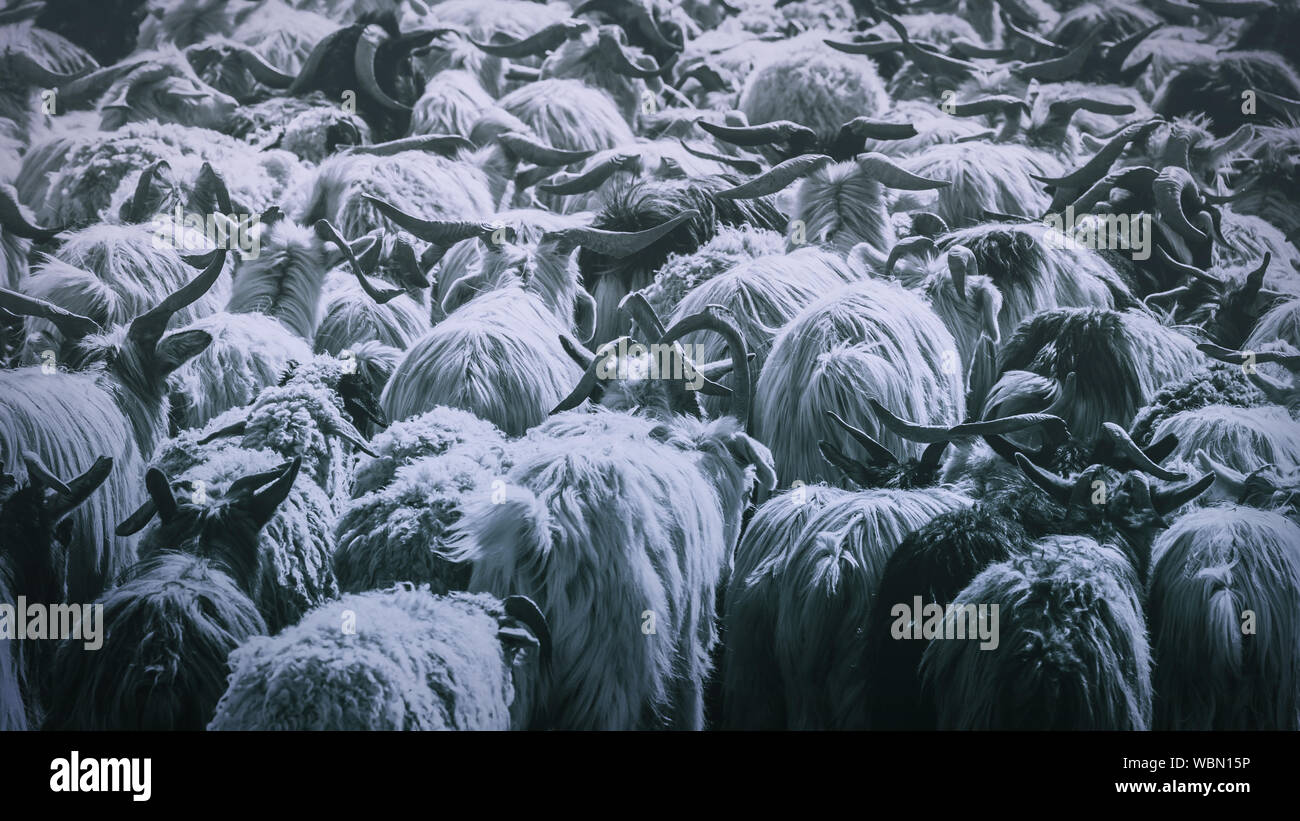 Sheep at night hi-res stock photography and images - Alamy