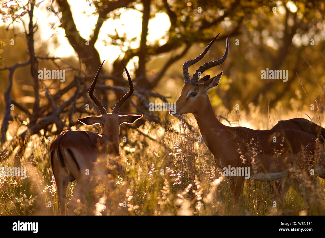 Impala farm hi-res stock photography and images - Alamy