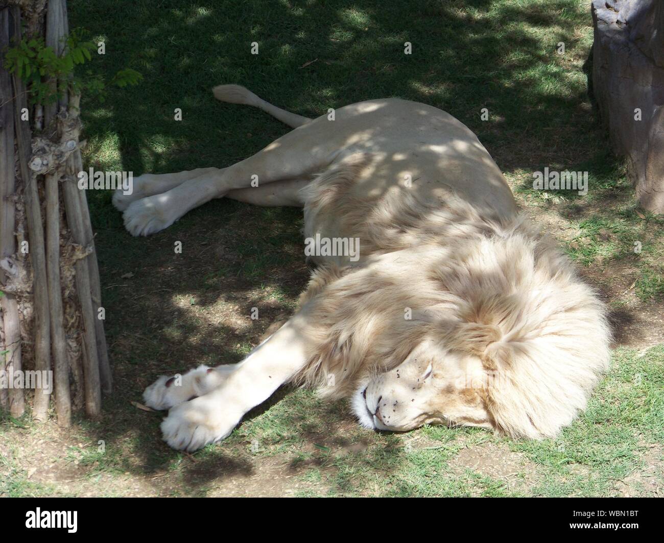 Lion sleeping tree hi-res stock photography and images - Alamy