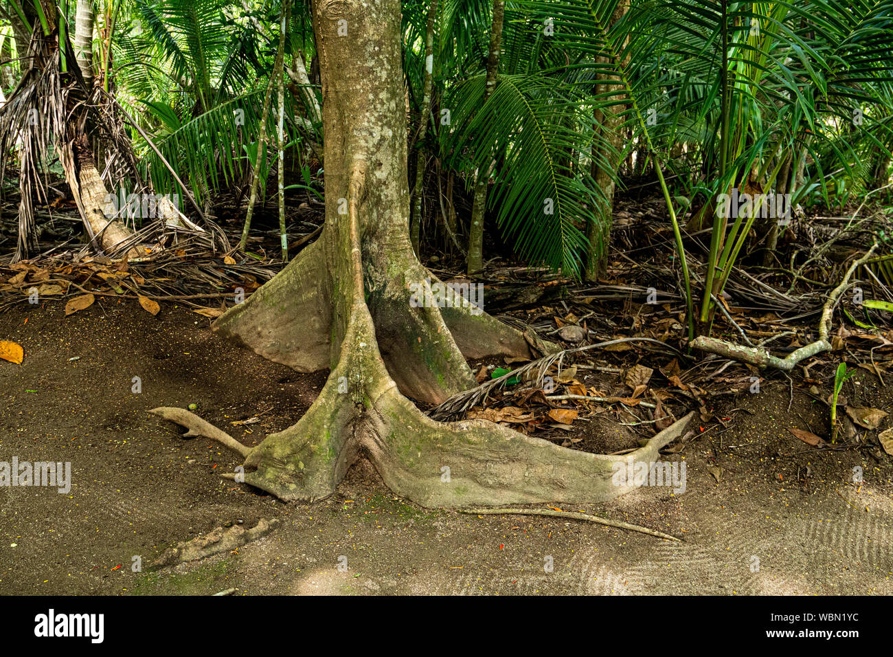 Ceiba tree in costa rica hi-res stock photography and images - Alamy
