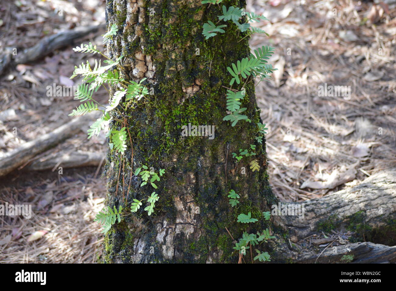 Tree Fern Trunk Moss High Resolution Stock Photography and Images - Alamy
