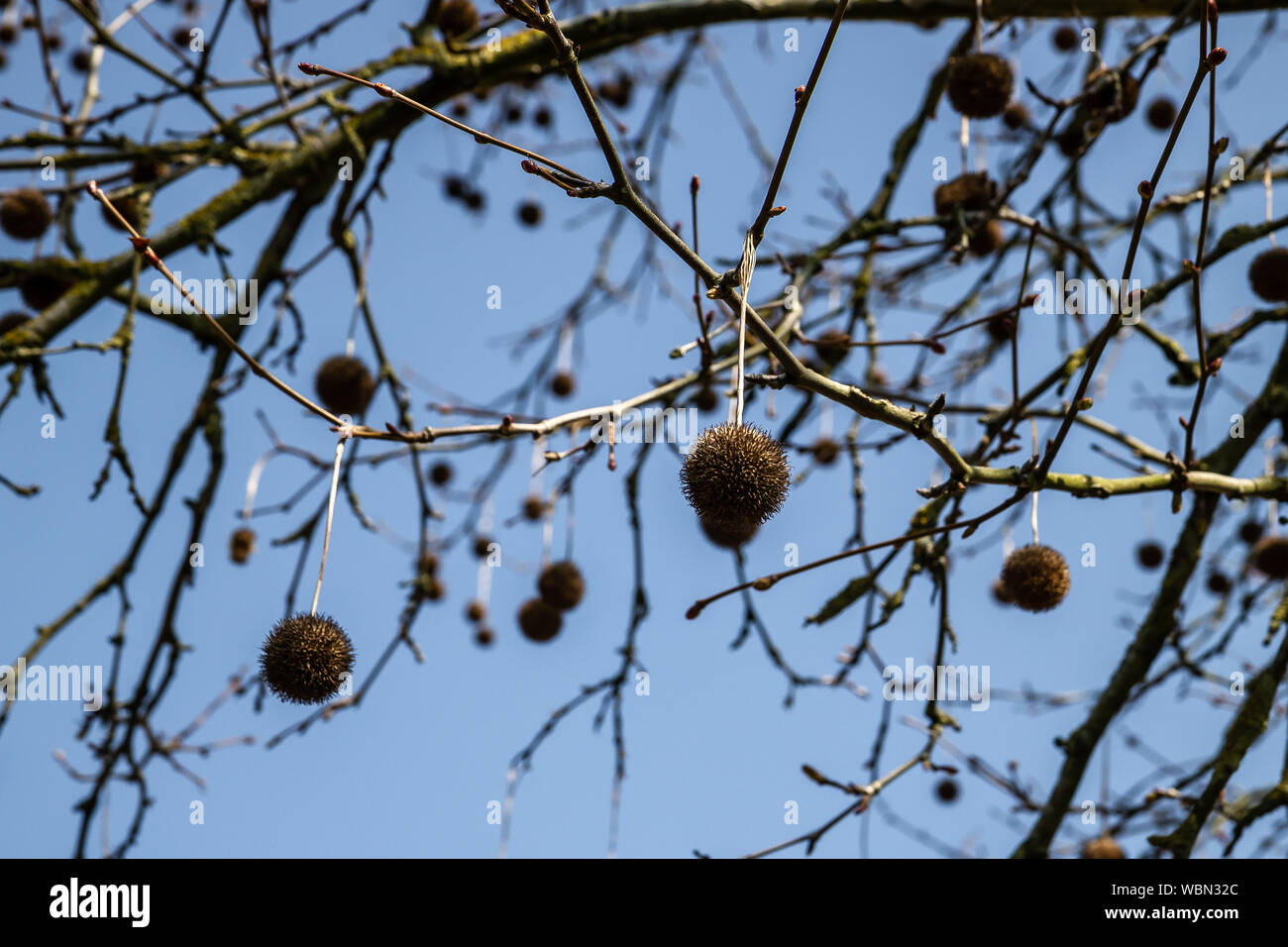 Bush without leaves in early spring Stock Photo - Alamy