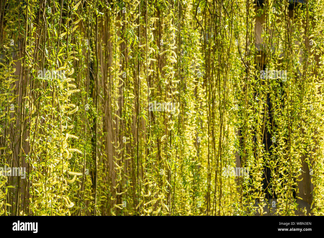 Flowering weeping willow Stock Photo - Alamy