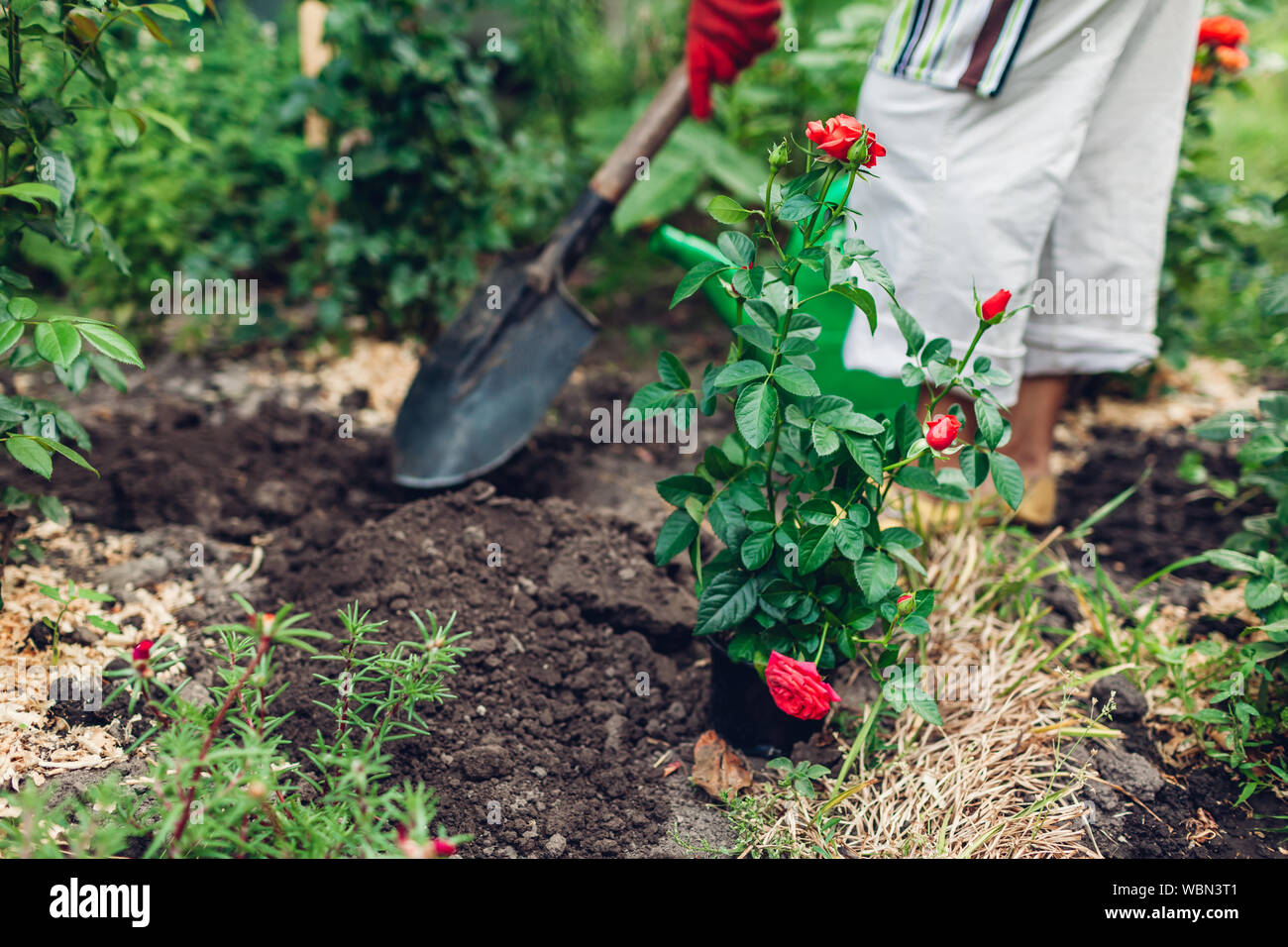 Digging soil roses hi-res stock photography and images - Alamy