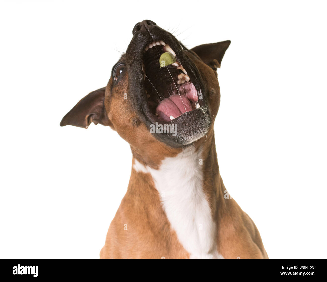 Dog eating hi-res stock photography and images - Alamy