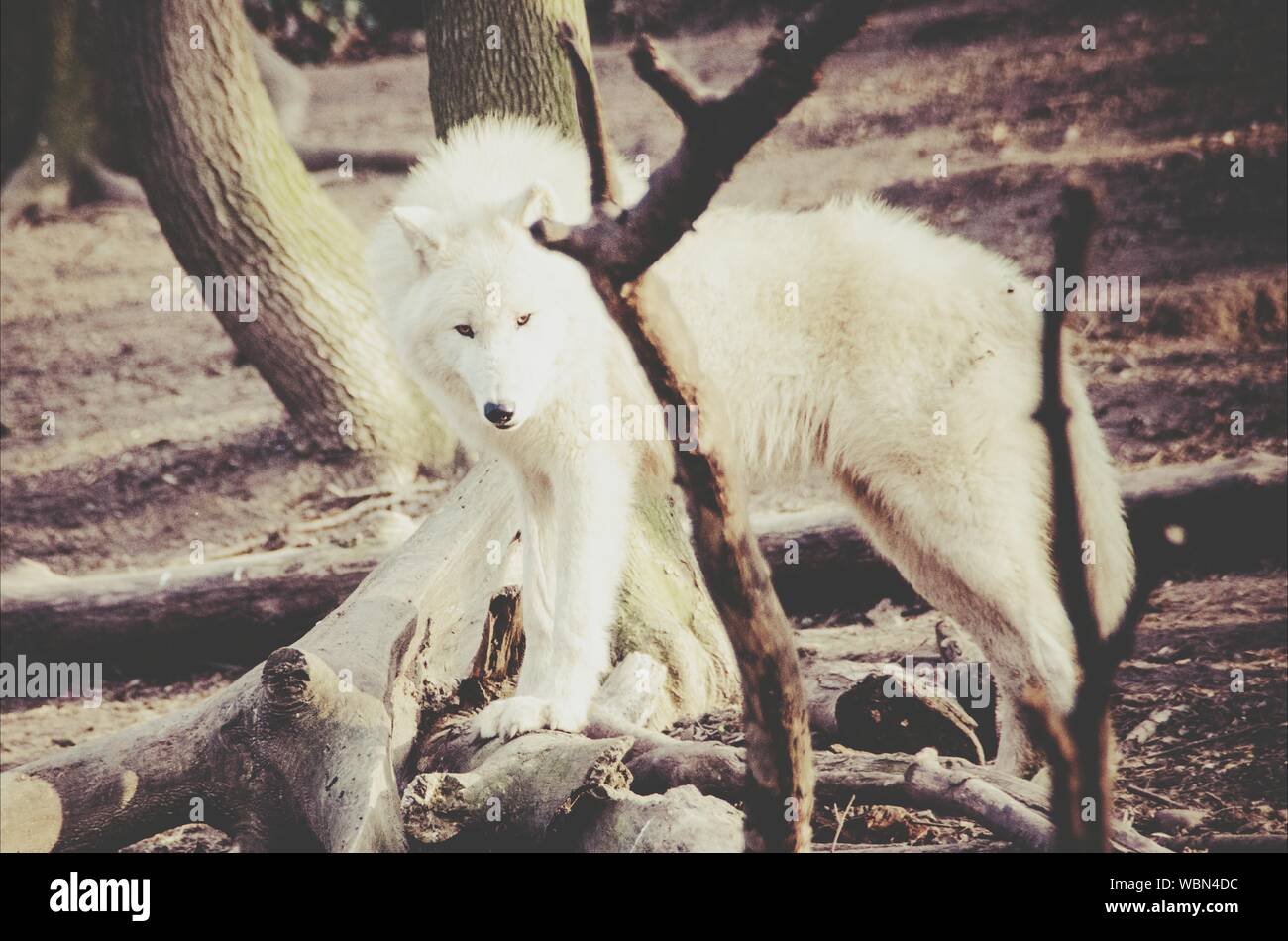 Staring wolf hi-res stock photography and images - Alamy