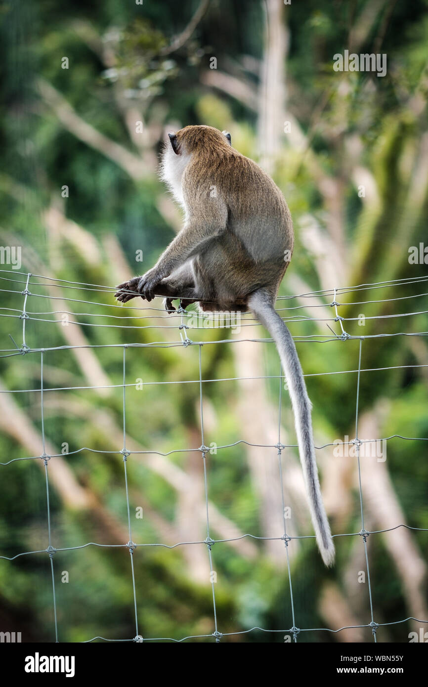 Wild monkey sitting on fence hi-res stock photography and images - Alamy