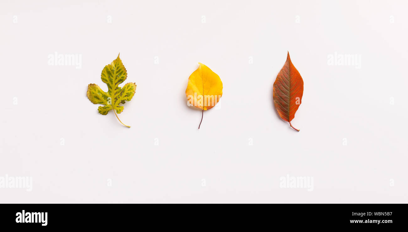 Different colored leaves hi-res stock photography and images - Alamy