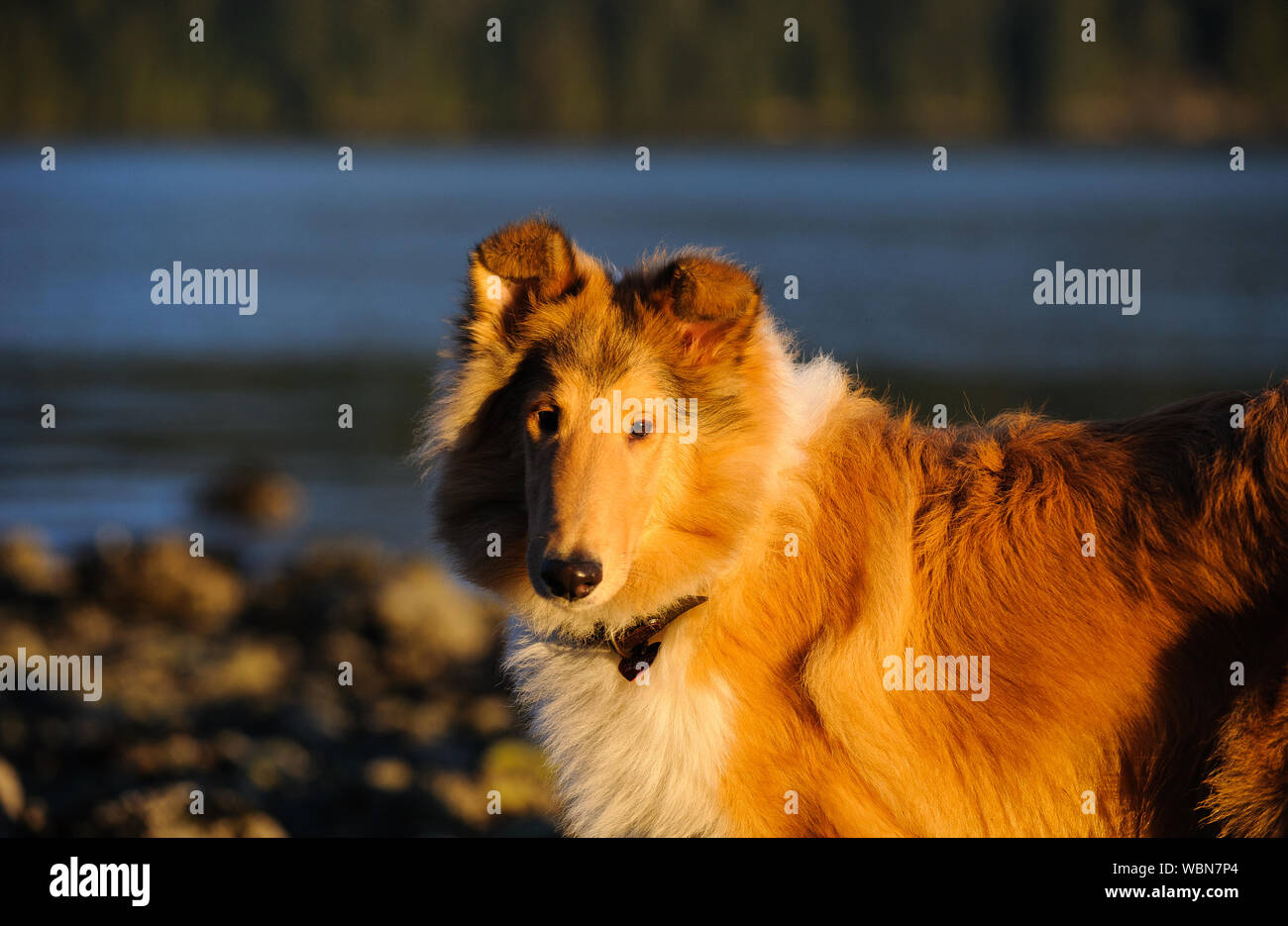 Rough collie side hi-res stock photography and images - Alamy