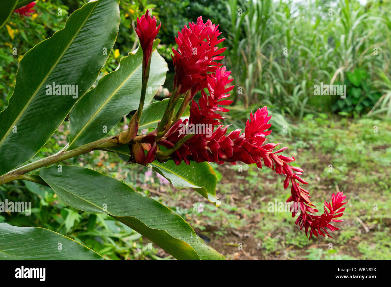 Red ginger plant in the Manuel Antonio National Park in Puntarenas ...