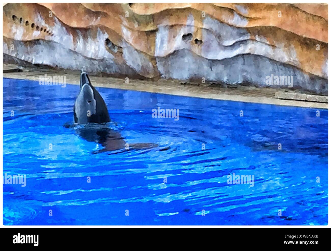 Penguin in pool hi-res stock photography and images - Alamy