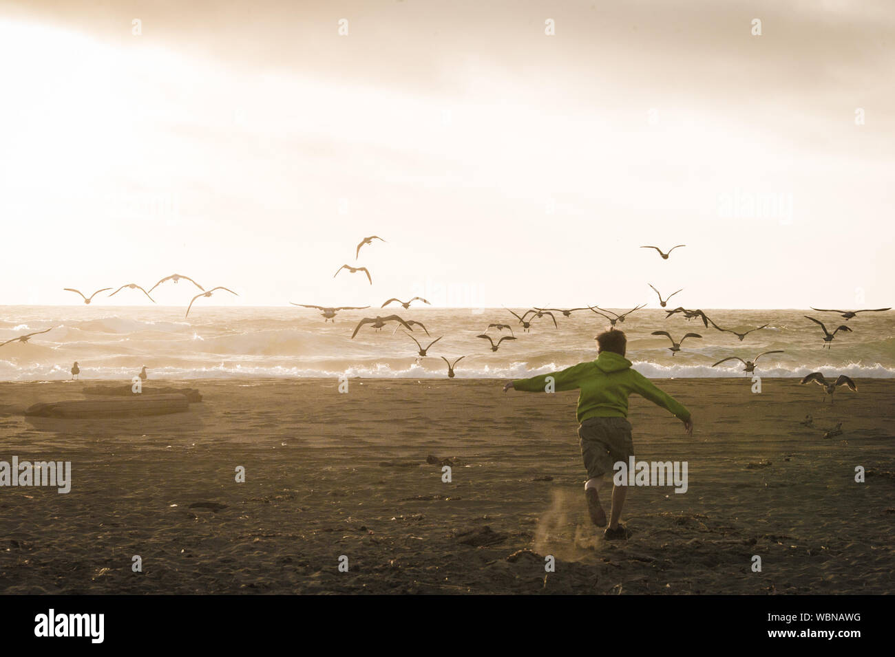 Birds chasing hi-res stock photography and images - Alamy