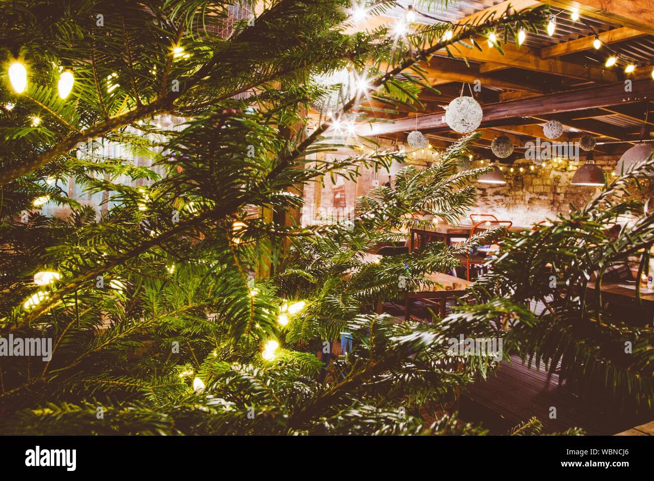 Hanging tree restaurant hi-res stock photography and images - Alamy