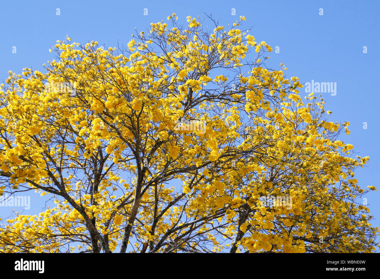 Bloom detail in yellow ipe tree with bright blue sky Stock Photo - Alamy
