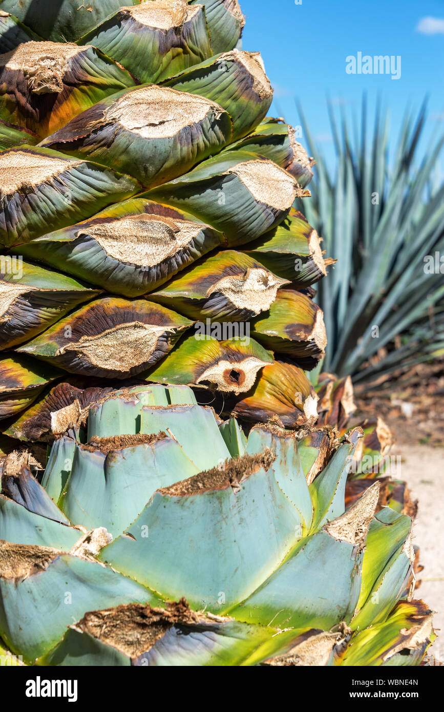 Mexican agave field hi-res stock photography and images - Alamy