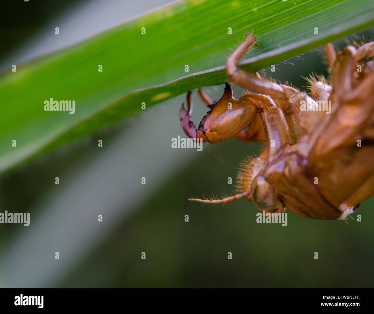 Cicada exoskeleton insect shell hi-res stock photography and images - Alamy