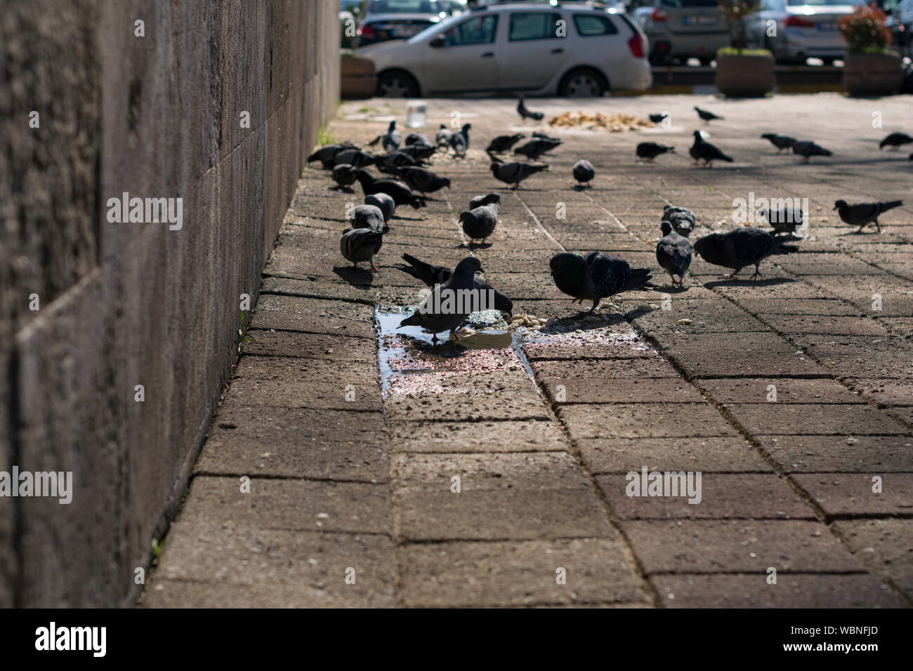 Pigeons walking on ground in Istanbul Turkey Stock Photo - Alamy