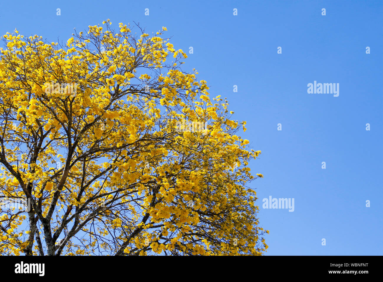 Bloom detail in yellow ipe tree with bright blue sky Stock Photo - Alamy