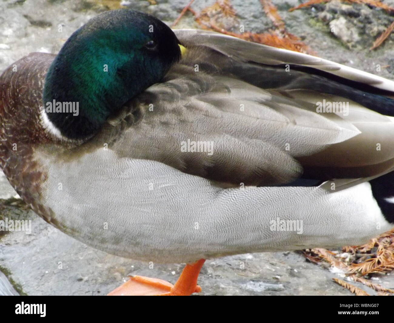 Male mallard preening hi-res stock photography and images - Alamy
