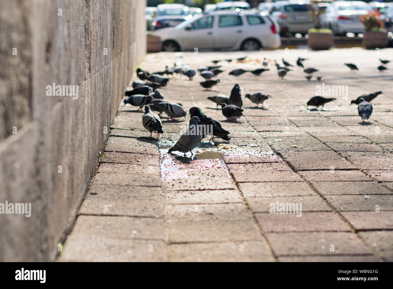 Flying pigeons walking in hi-res stock photography and images - Alamy