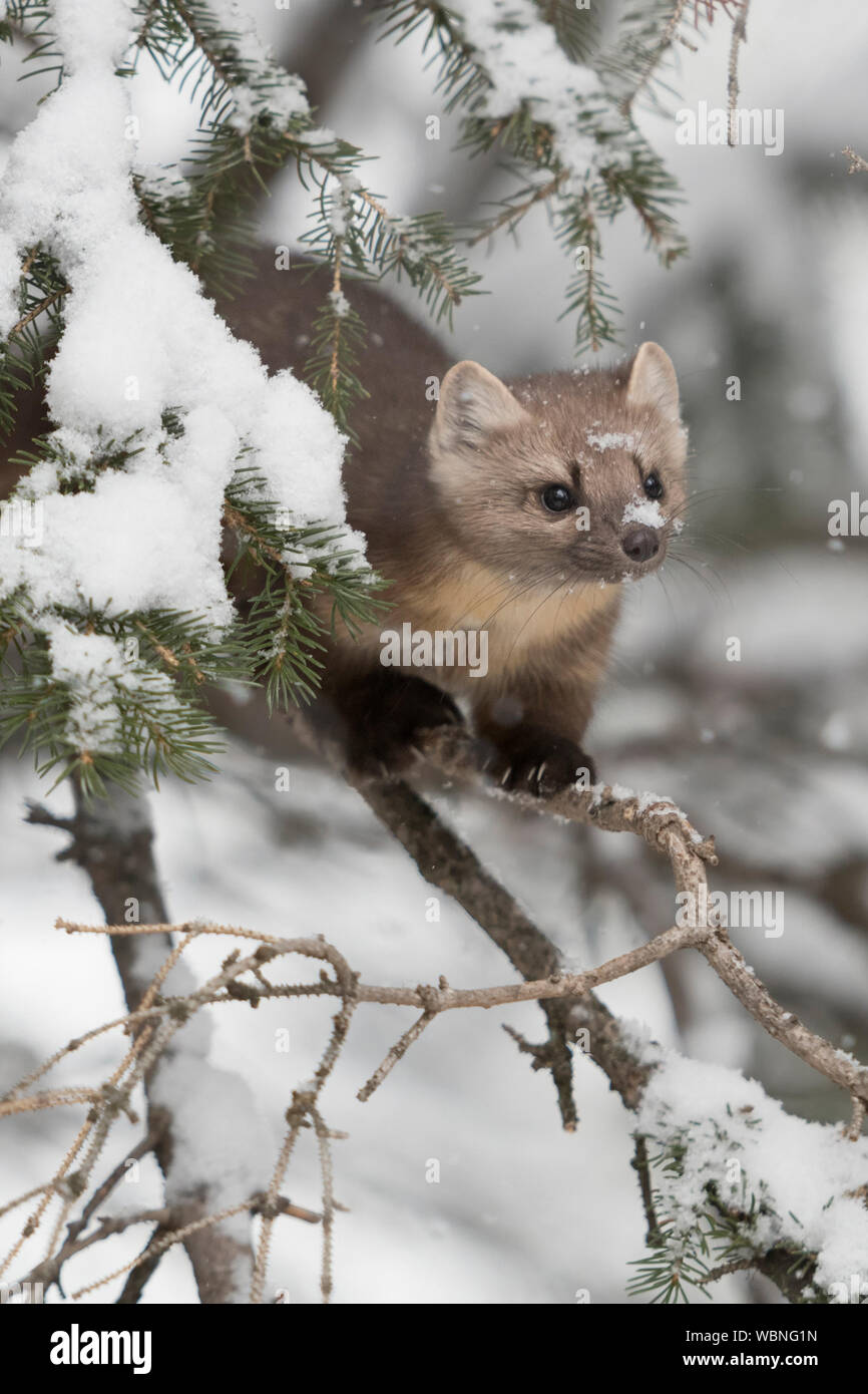 Amerikaanse marter hi-res stock photography and images - Alamy