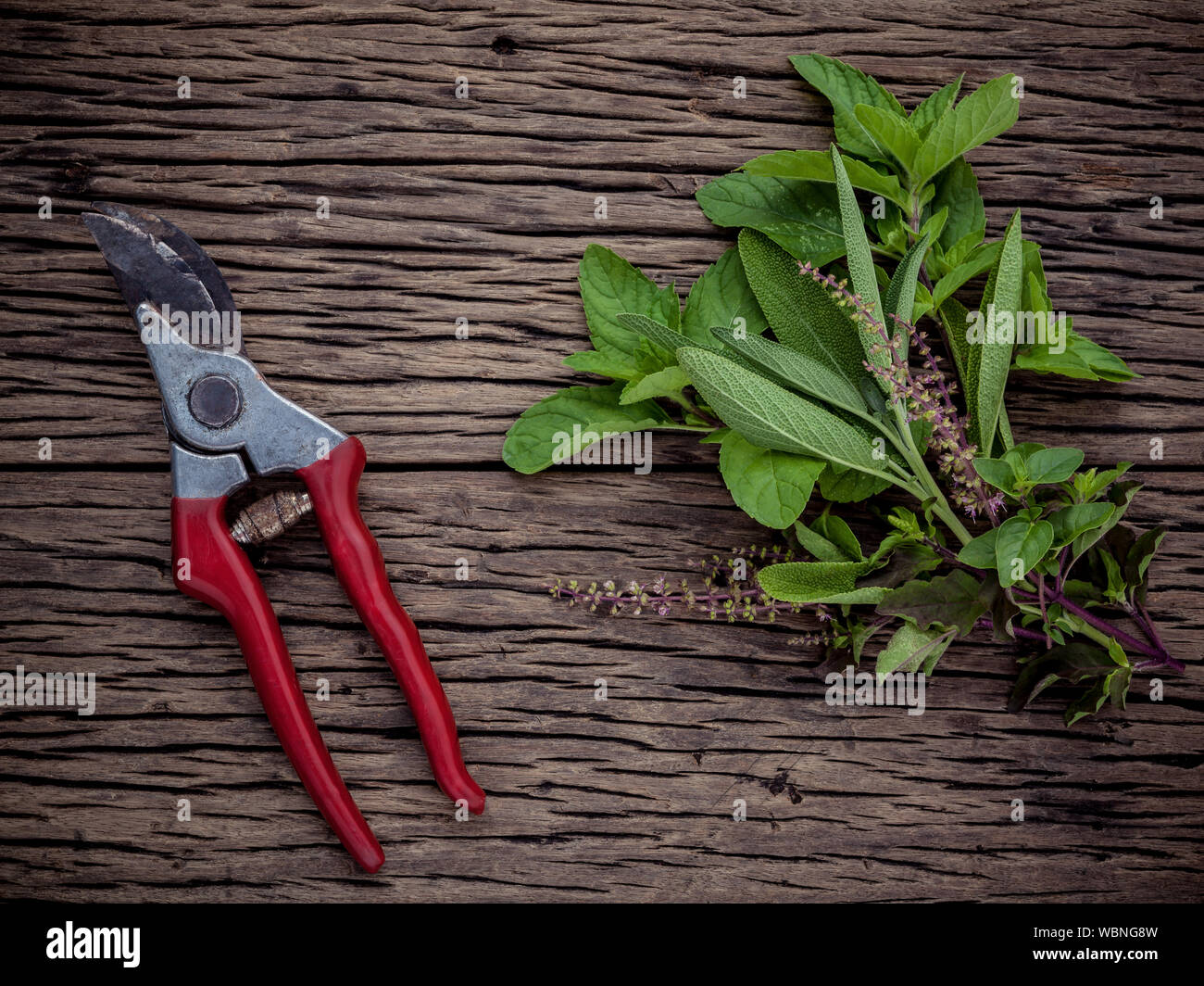 Holy Basil Leaf High Resolution Stock Photography and Images - Alamy