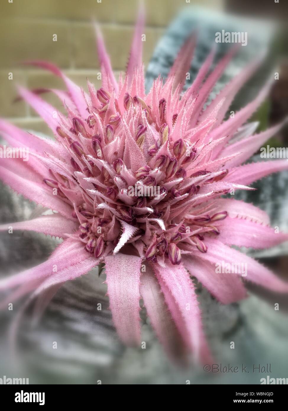 Sharp flower hi-res stock photography and images - Alamy
