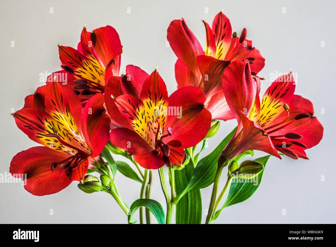 Red alstroemeria hi-res stock photography and images - Alamy