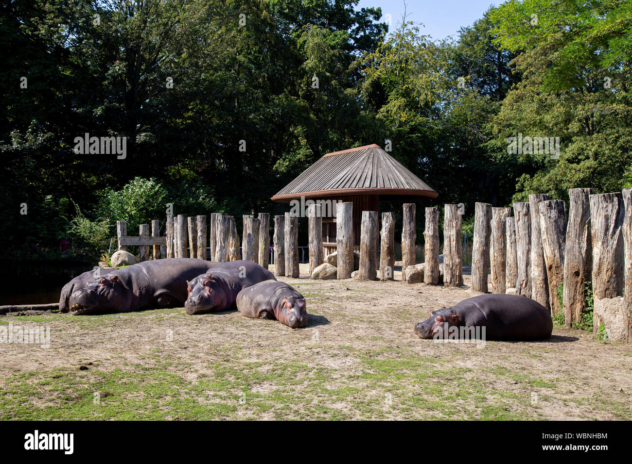 Hippos in Copenhagen Zoo Stock Photo - Alamy