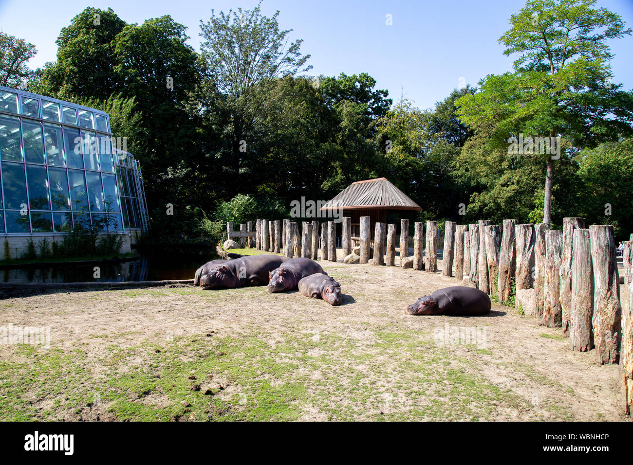 Hippos in Copenhagen Zoo Stock Photo - Alamy