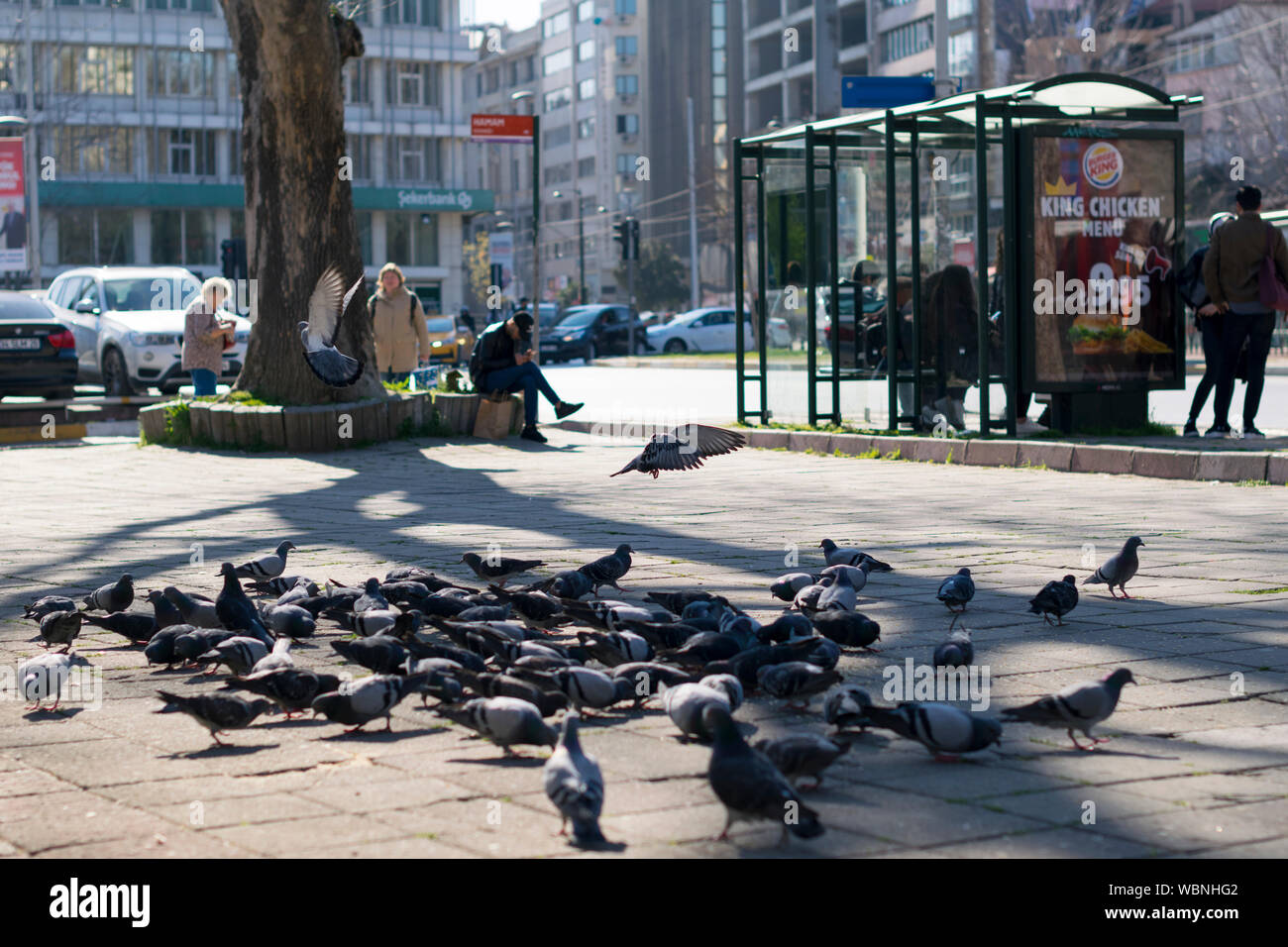 Pigeons walking on ground in Istanbul Turkey Stock Photo - Alamy