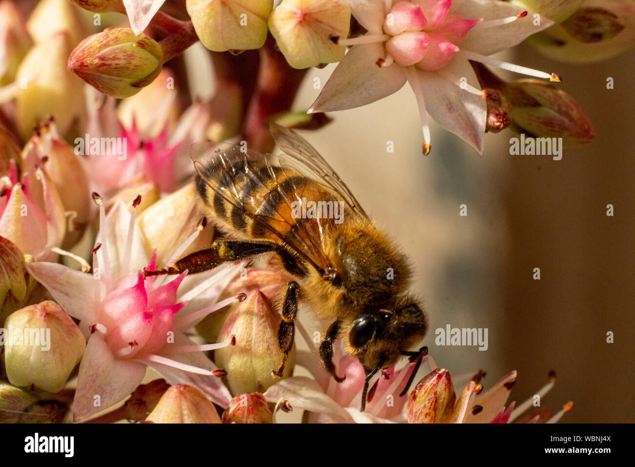 Yorkshire bee hi-res stock photography and images - Alamy
