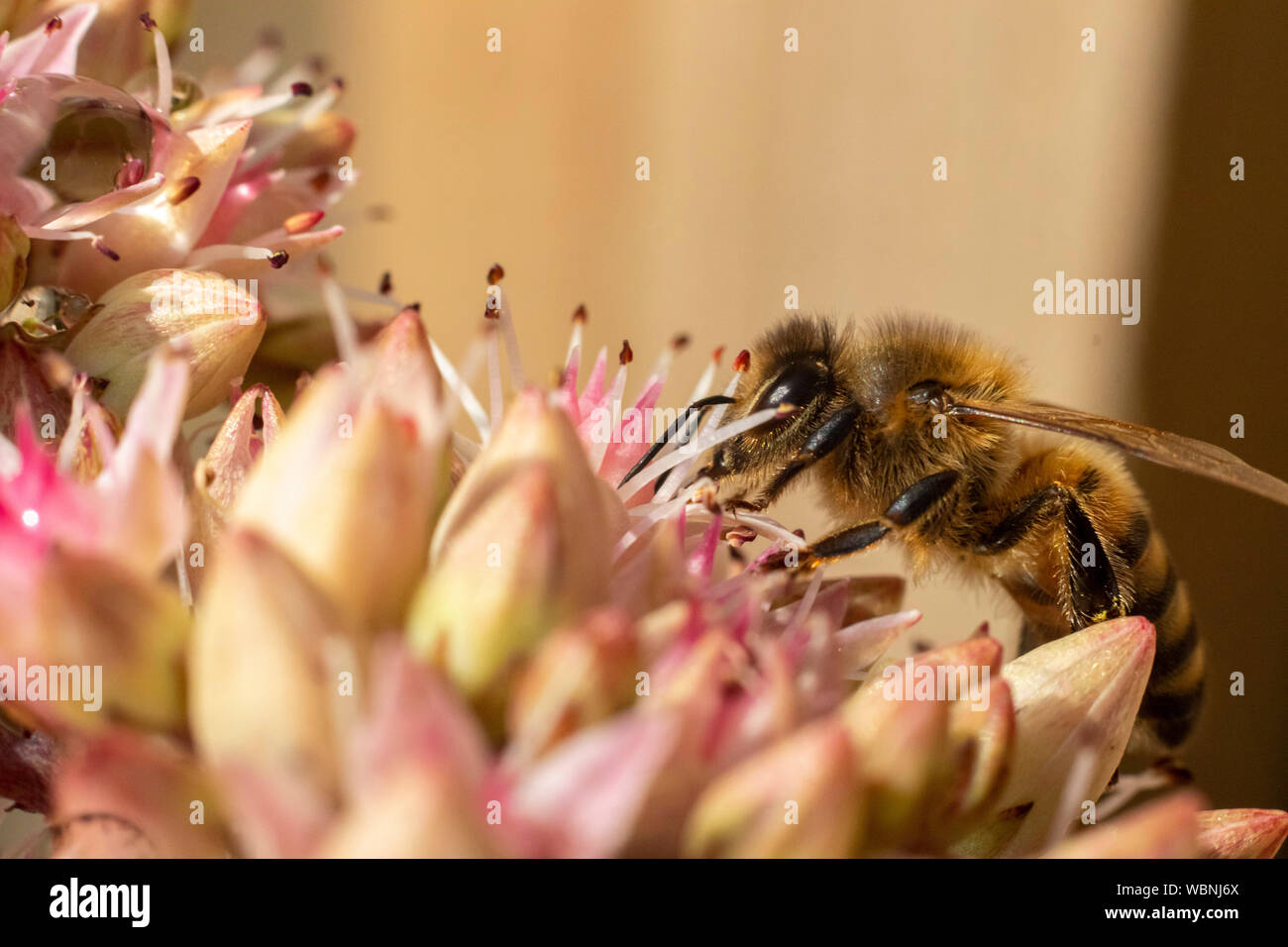 Yorkshire bee hi-res stock photography and images - Alamy
