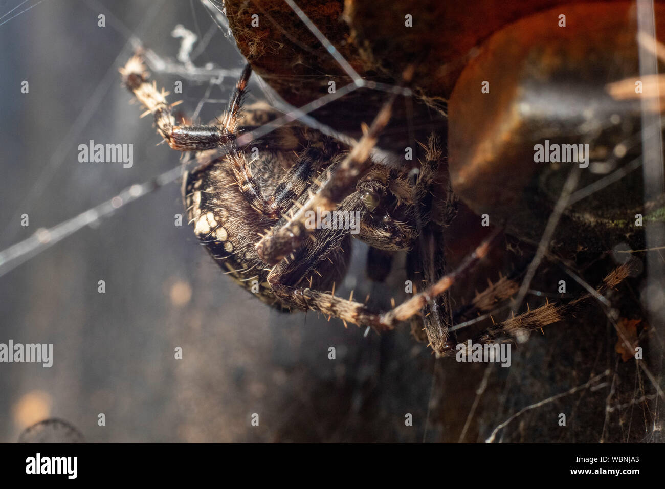 A Cross Orb Weaver or European Garden Spider (Araneus diadematus) on a ...