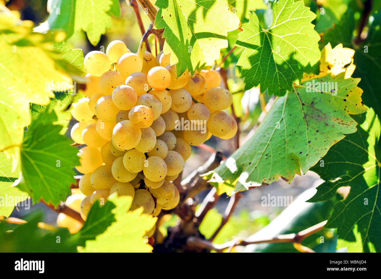 Grape Orchard High Resolution Stock Photography and Images - Alamy