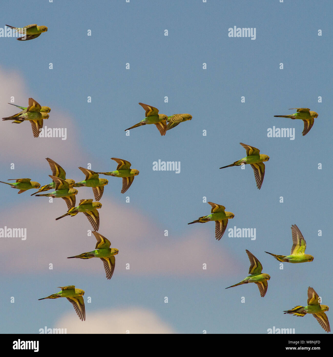 Budgerigar Flock High Resolution Stock Photography and Images - Alamy