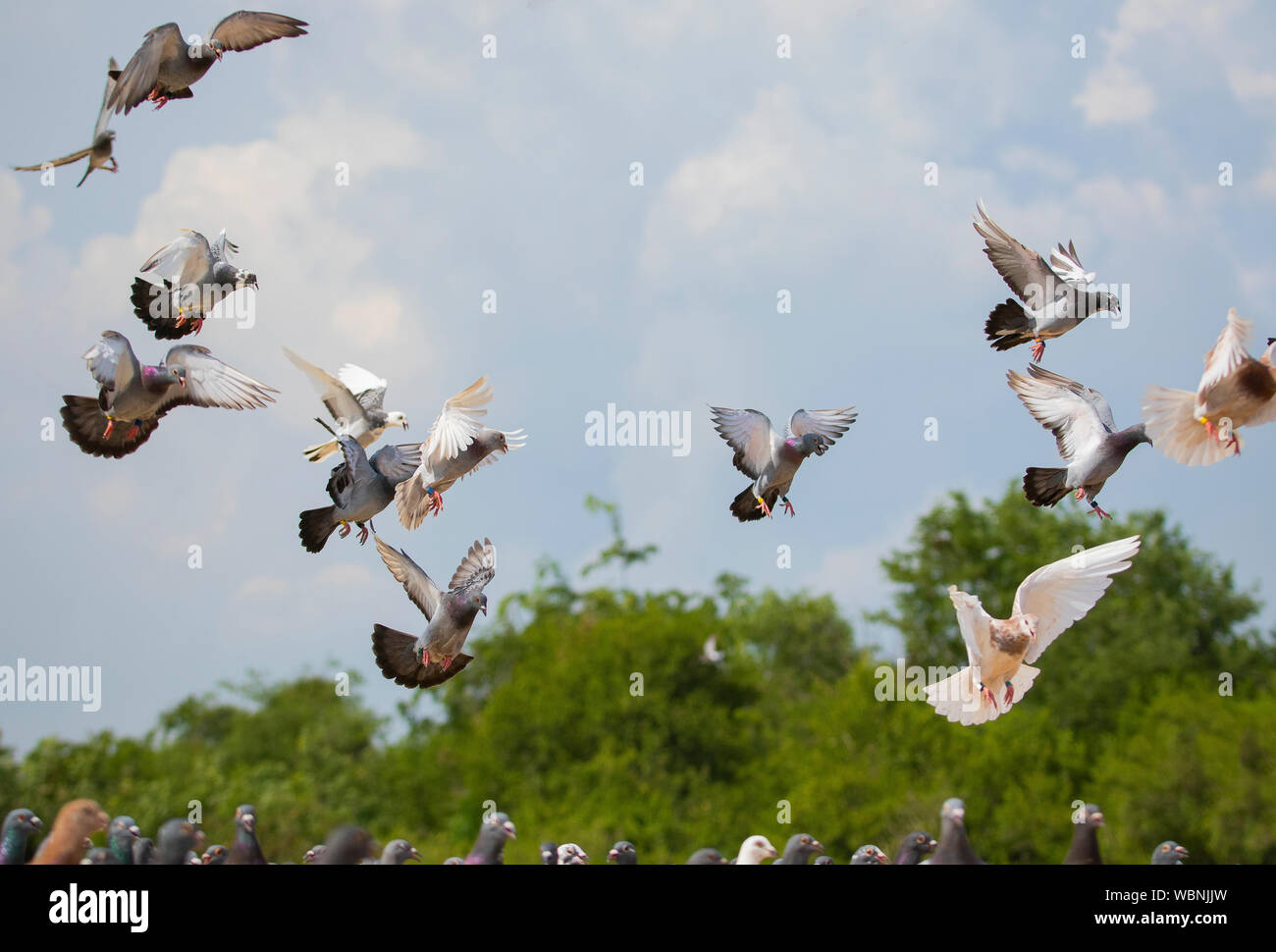 Flock Birds Flying Flight Homing High Resolution Stock Photography and ...