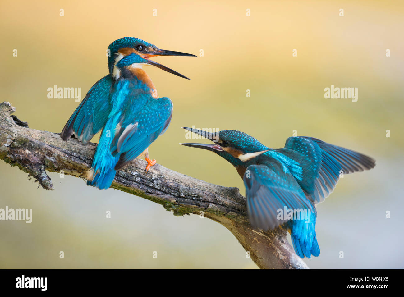 Young bird begging old bird hi-res stock photography and images - Alamy