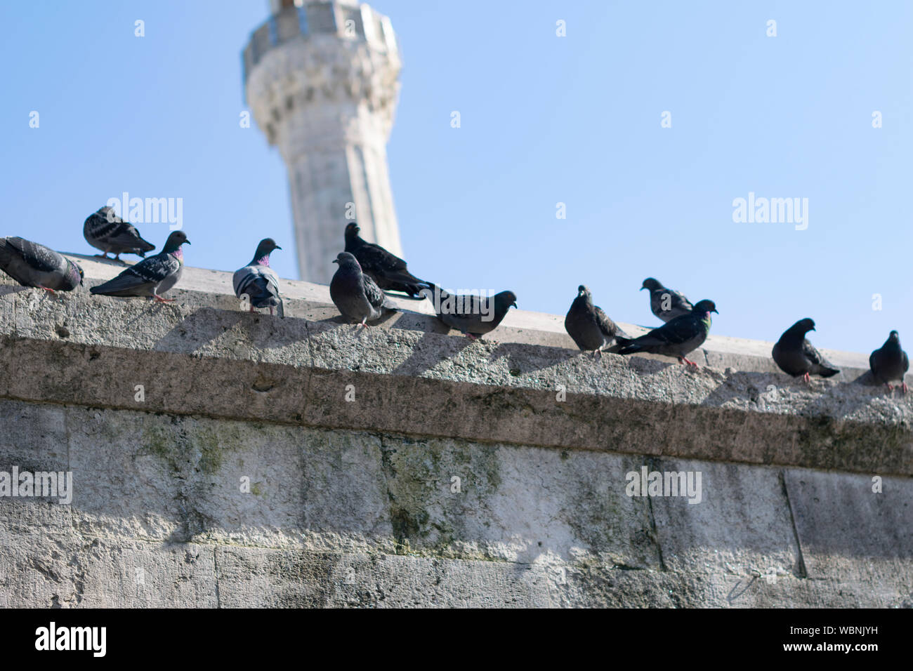Pigeons. Flock of pigeons on the roof building Stock Photo - Alamy