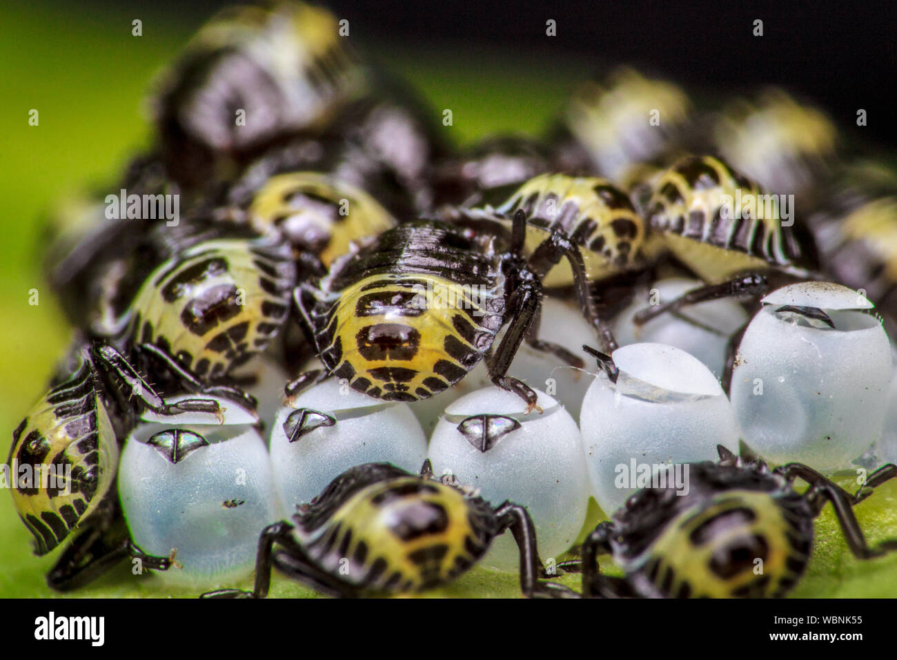 Larvae of insects hi-res stock photography and images - Alamy